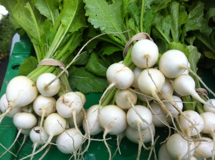 AUTHOR SUNDAY – Those Beautiful Turnips – Are They Animal Food ...