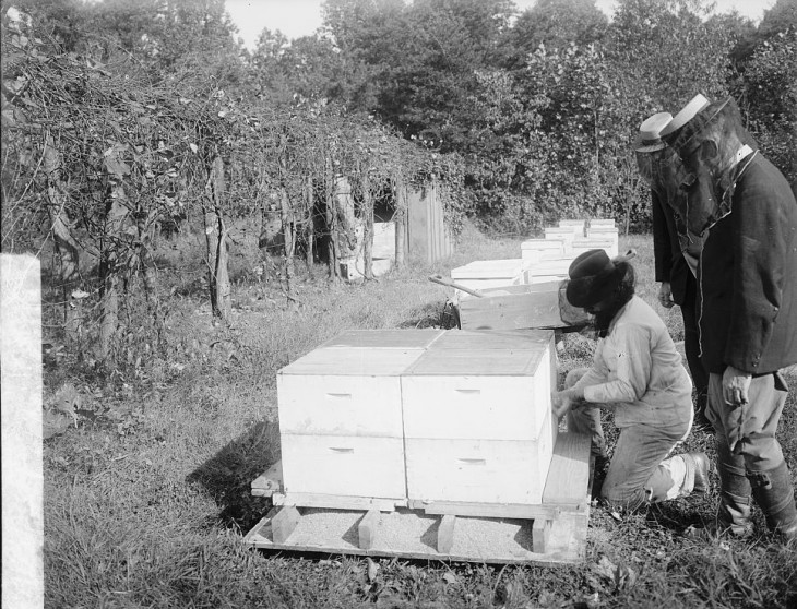 Did you know that honeybees have not always been prevalent in Alabama ...