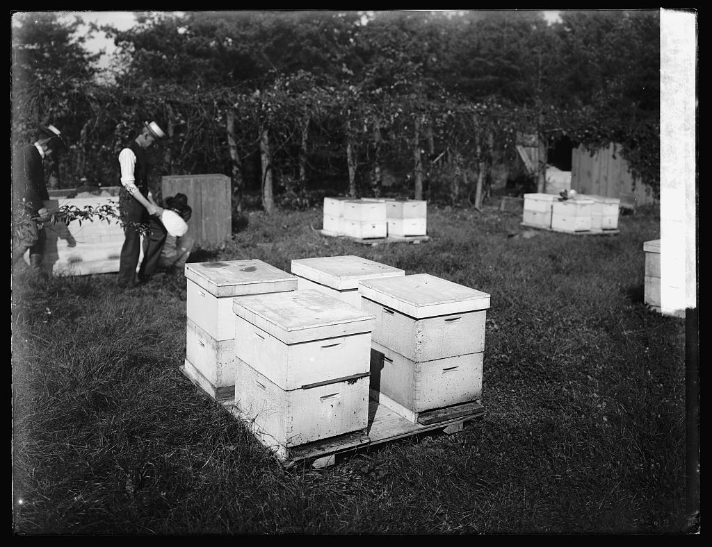 Did you know that honeybees have not always been prevalent in Alabama ...