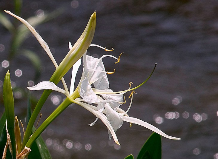 AUTHOR SUNDAY -Have you ever seen the Cahaba Lily in bloom? You shouldn ...