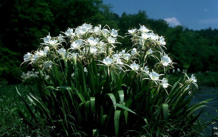 AUTHOR SUNDAY -Have you ever seen the Cahaba Lily in bloom? You shouldn ...
