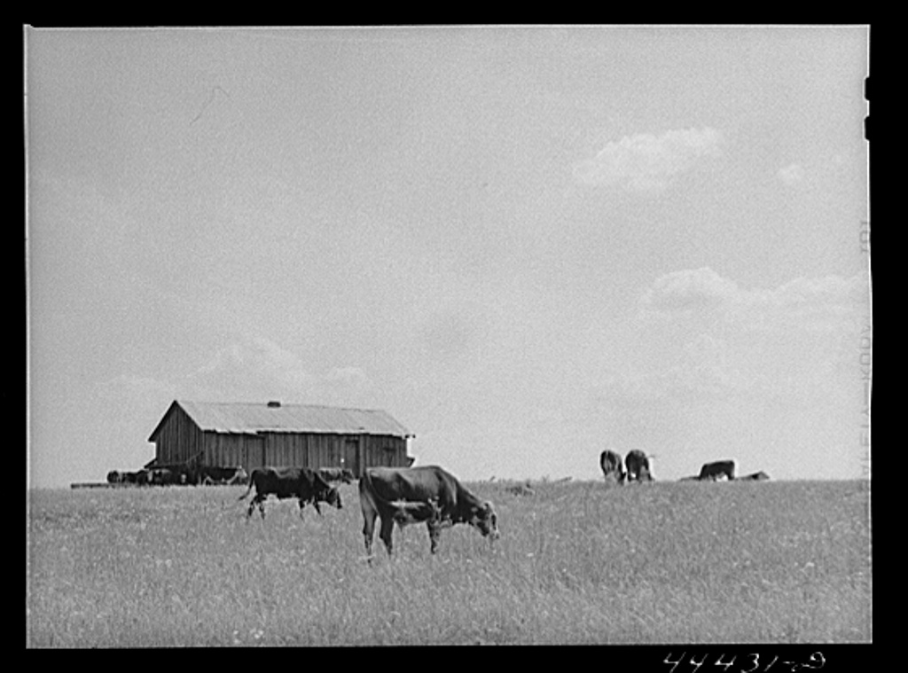 Stunning photographs from 1930s of some sharecropping families in ...