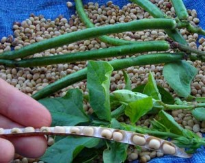 AUTHOR SUNDAY – “Sure, I eat molasses with my peas, I’ve done it all my ...