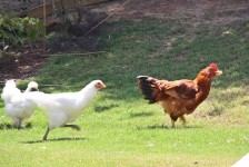 PATRON + RECIPE WEDNESDAY – Poultry Notes – Alabama Pioneers