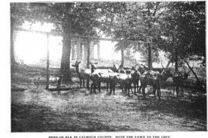 Fifty-five elk were brought to Alabama – Alabama Pioneers